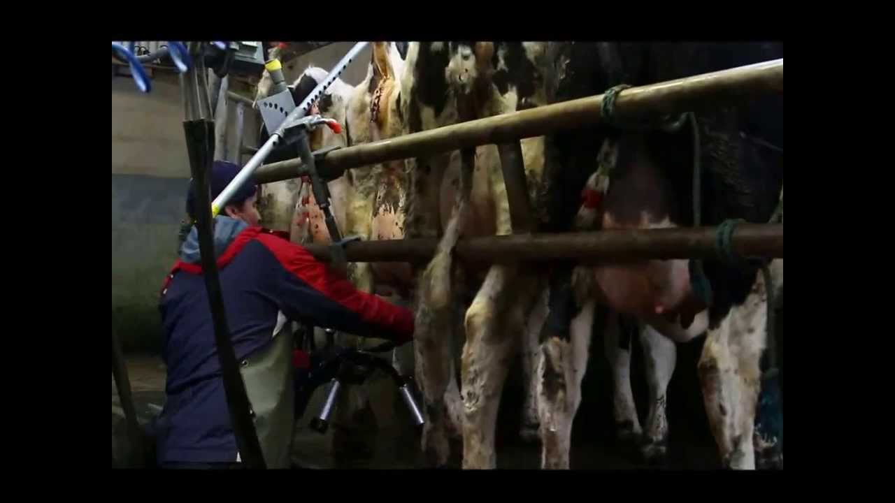 Product Demonstration: The Cow Tail Lifter - YouTube