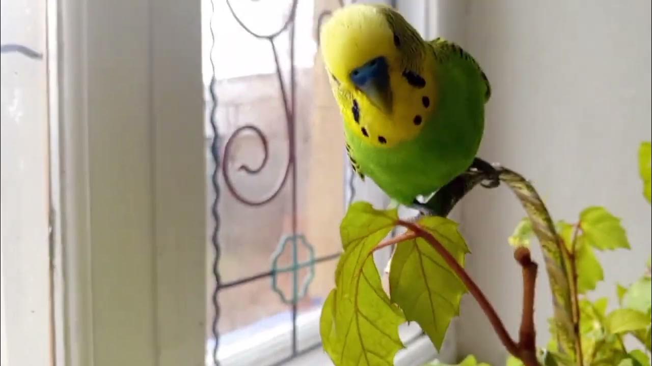 Кеша говорящий попугайчик - YouTube