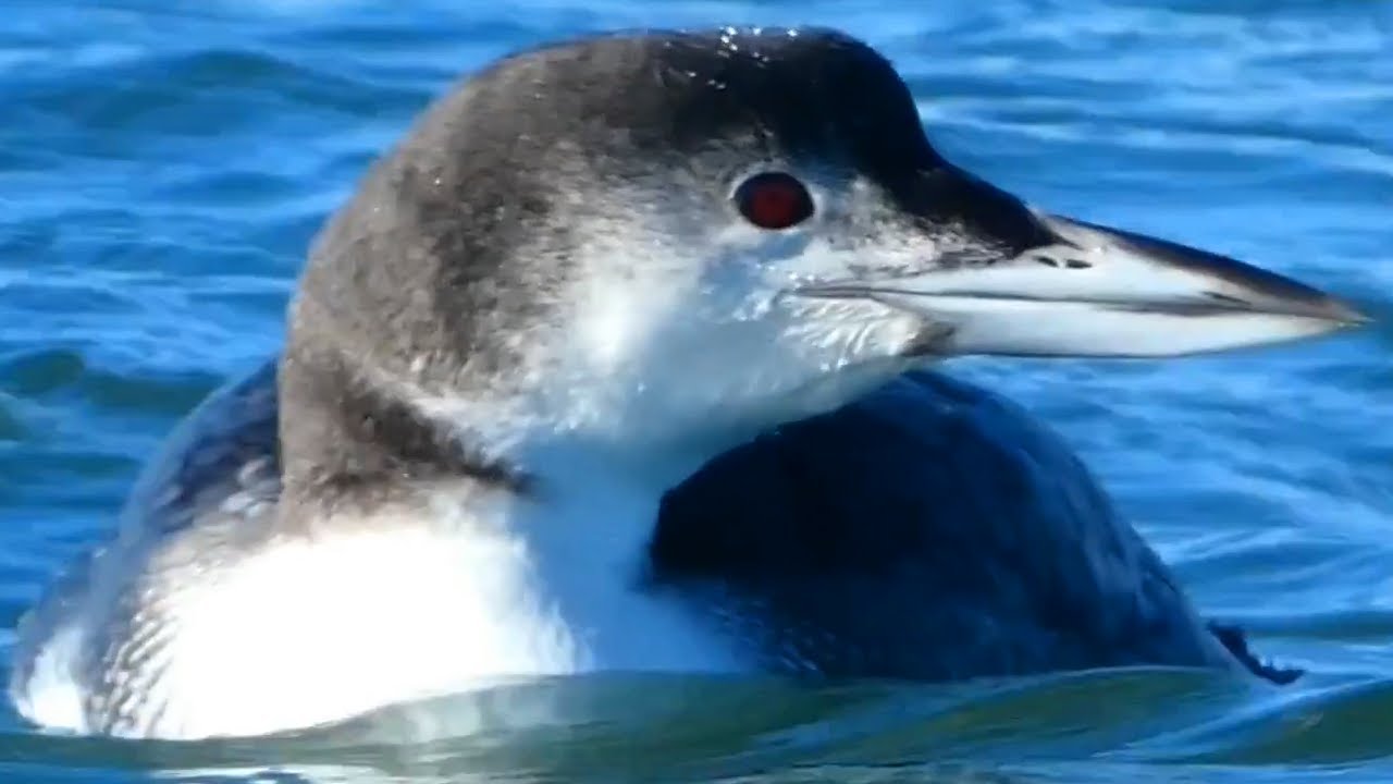 Common loon bird diving, swimming, eating - YouTube