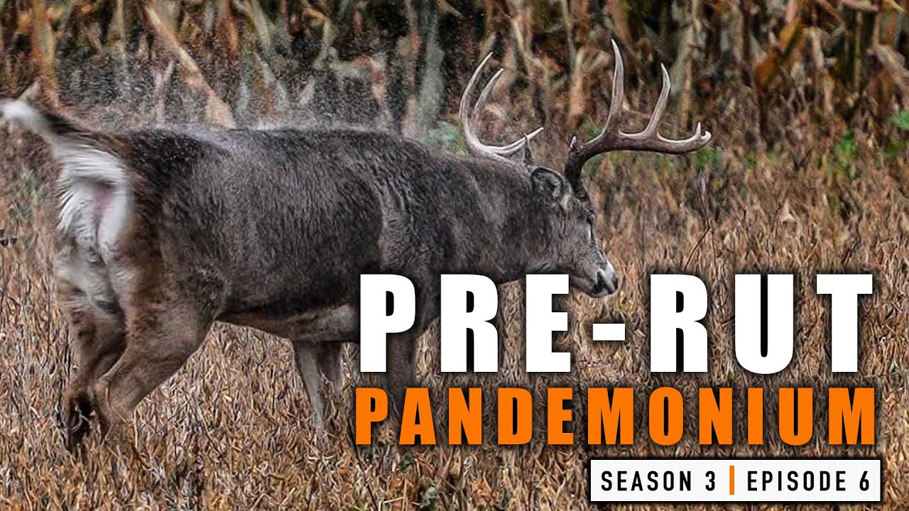 S3E6 Pre-Rut Pandemonium - YouTube