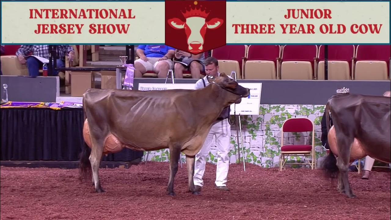 832 JR 3YR OLD COW - JERSEY - YouTube