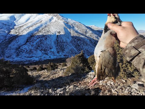 ⭕️KINALI KEKLİK TAVŞAN AVI⭕️Tavşanlar bugün şanslı günündeler #partridge #hunting #rabbit #hunting  