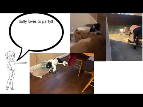 Sully Doodle Dandy Adoption - YouTube