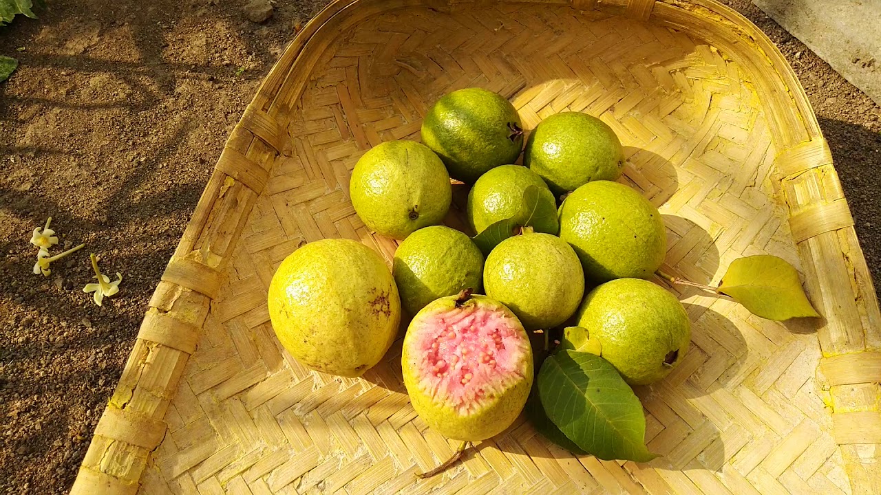 Deshi jaama pandlu...👩‍🌾😋🤩😊 - YouTube