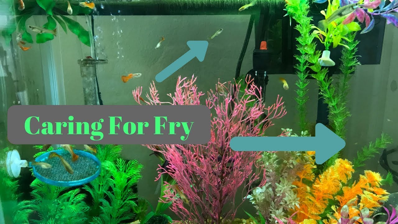 How to care for fry (baby fish) - YouTube