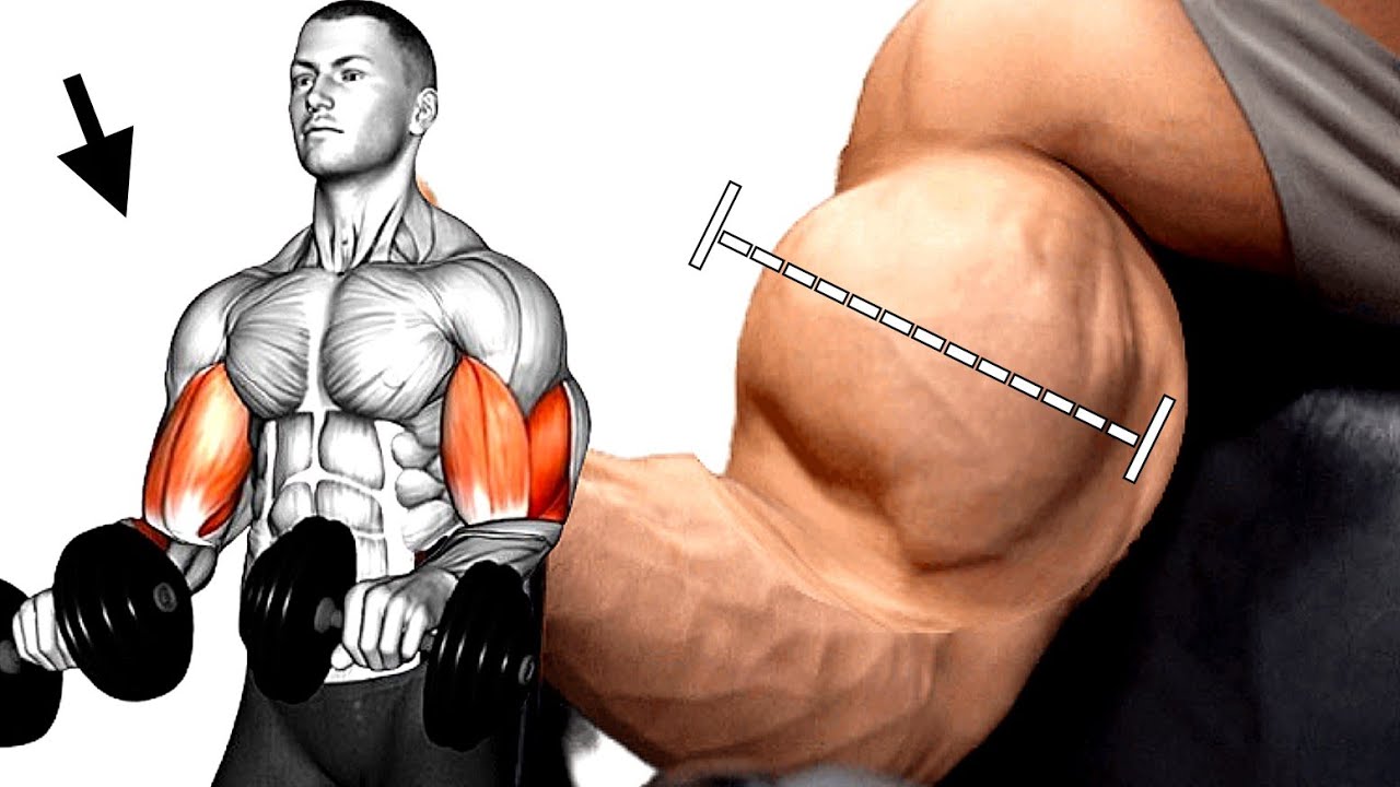 Wide Bicep Workout Really Best Exercises - YouTube
