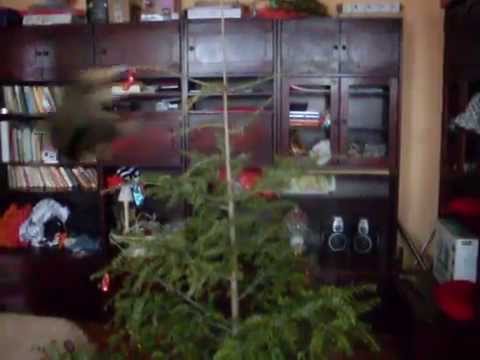 Cats vs. Christmas Trees | Cats and Holiday Decorations