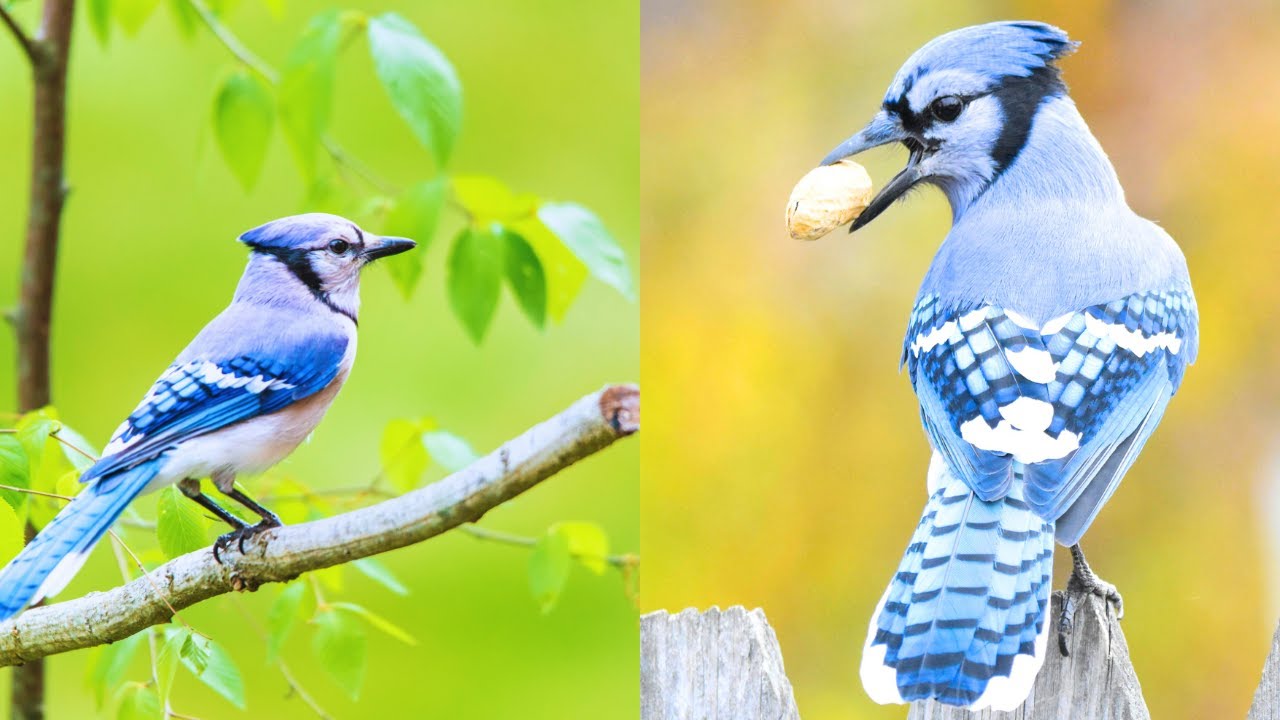 Blue Jay - Physical Characteristics - Habitat - Diet - Behavior - 101 ...
