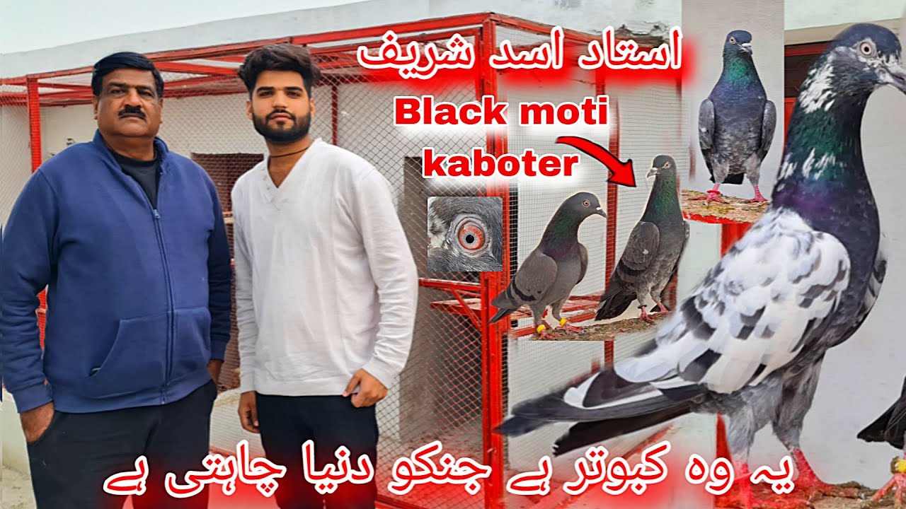 Ustad Asad shareef k moti kaboter ka shoq kry MashaAllah Lahore ...