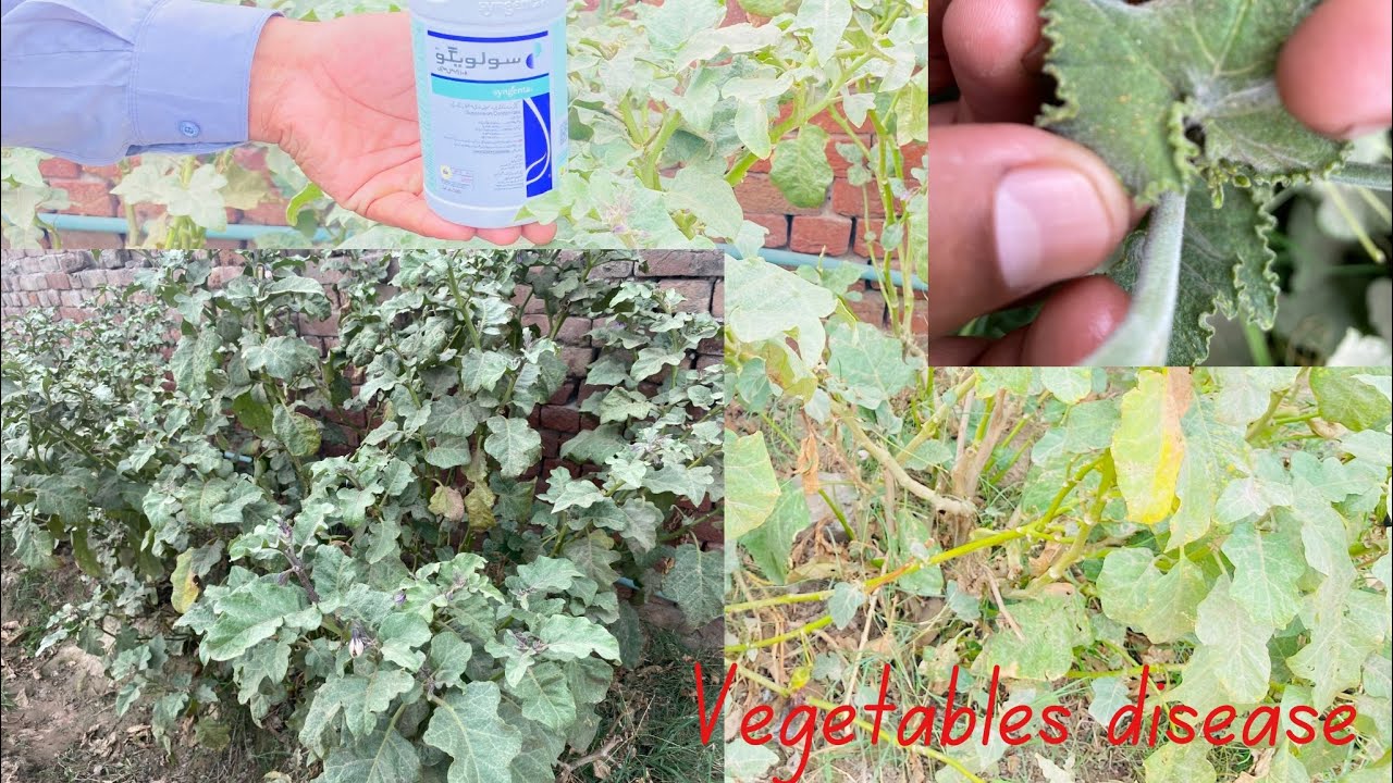 Temperature effect & vegetables diseases ? Bagan ki fasal ma bemari or ...