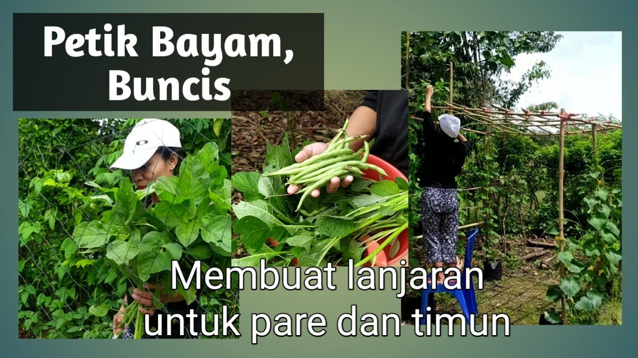Berkebun - memanen bayam dan buncis, serta membuat lanjaran / rambatan ...