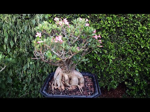 Transplanting large Adenium demo - YouTube