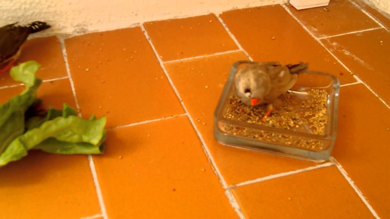 Casal pássaros Mandarins comendo e brincando na rua - YouTube