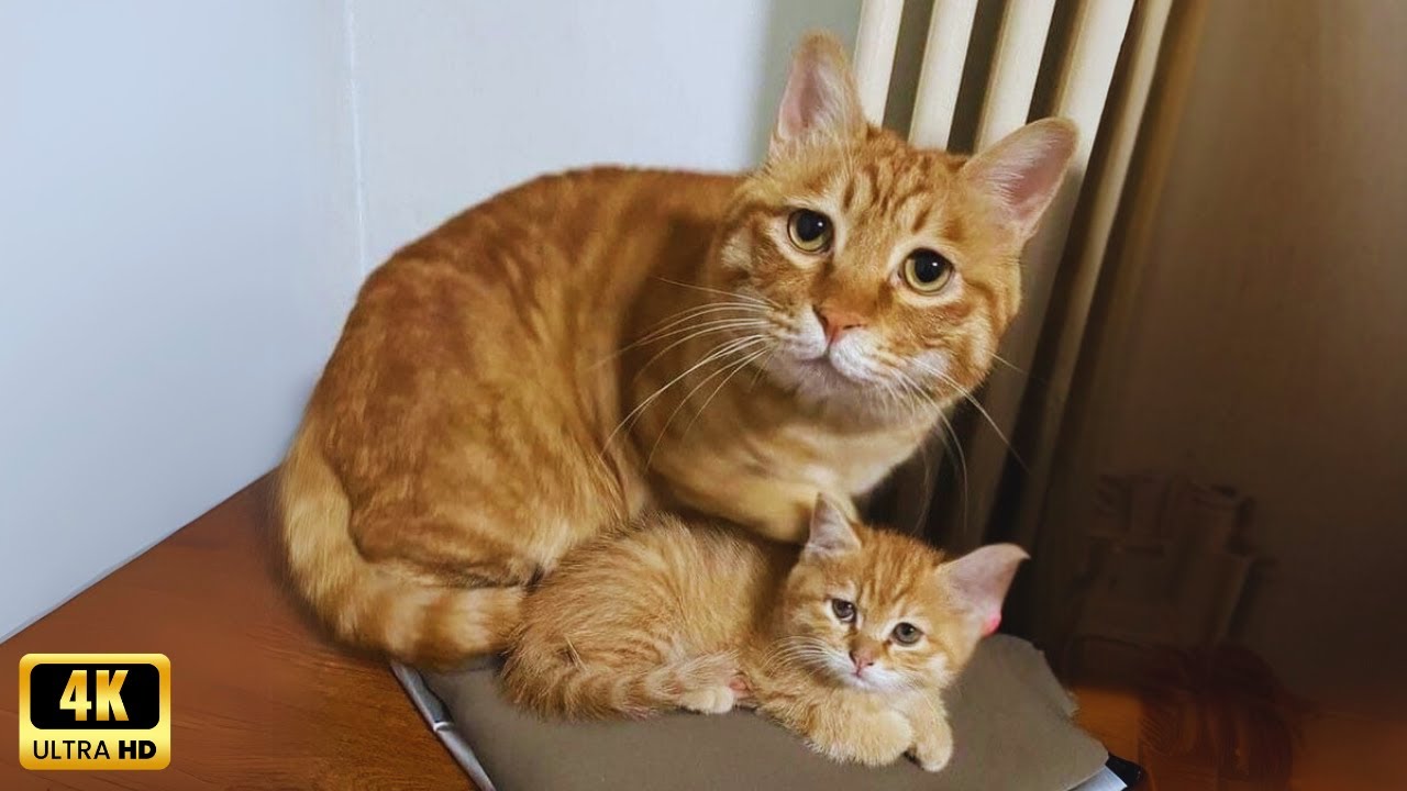 Cats are simply too adorable - YouTube