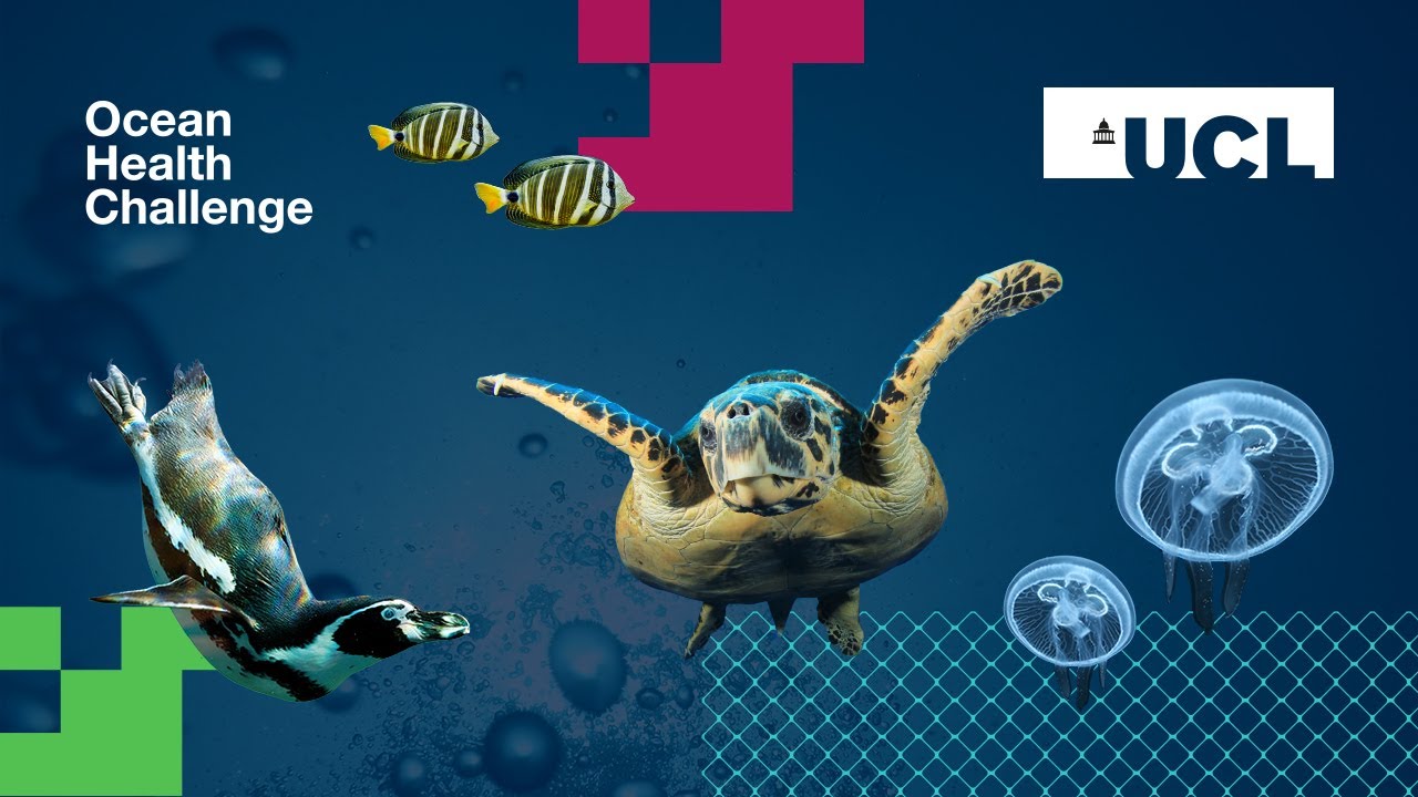 Ocean Health Challenge - Join us | UCL Engineering - YouTube