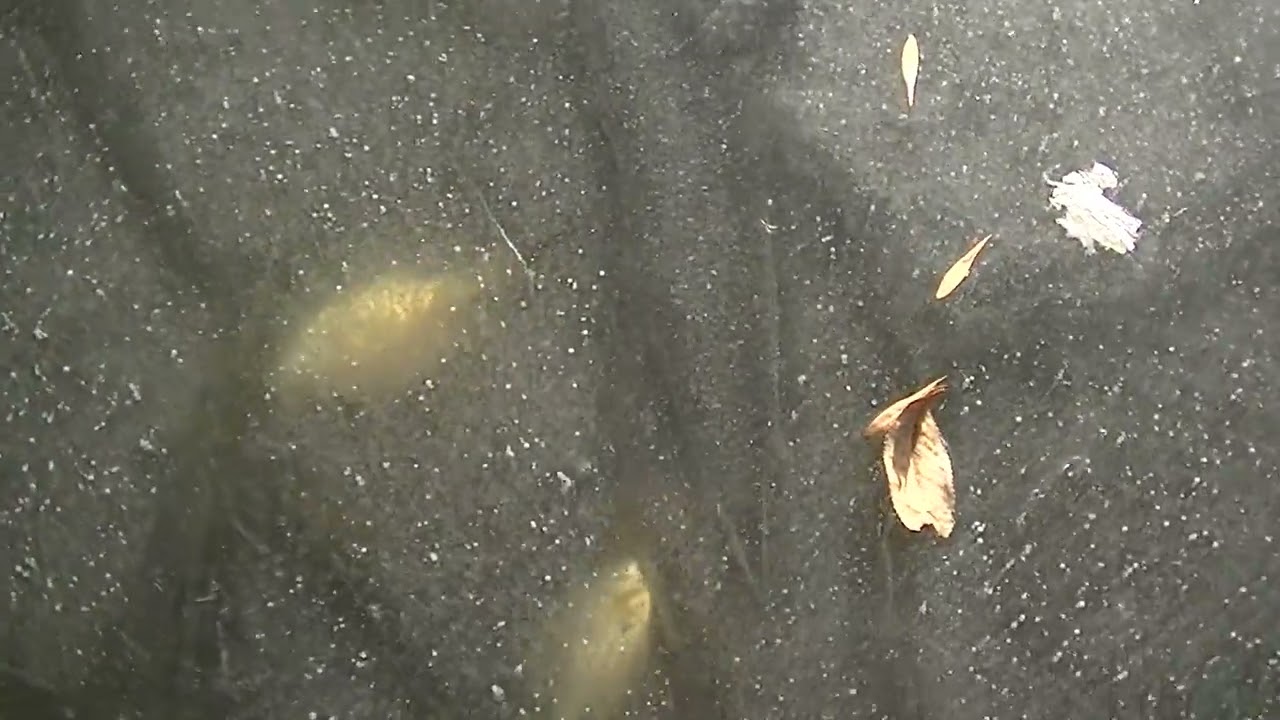 Lake Owasso Thousands of Fish Dead Muskies ,Walleyes Minnesota - YouTube