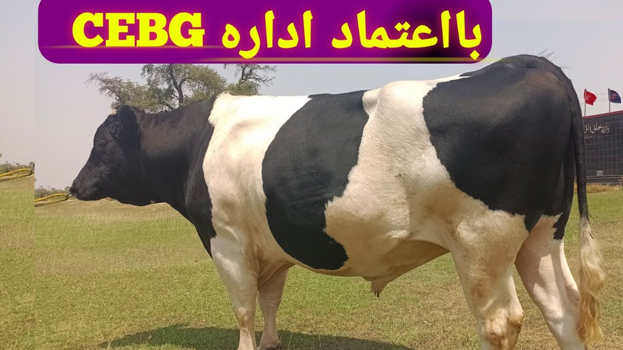 دنیا کی ٹاپ دودھیل نسل کے سیمن دستیاب ہیں |Bulls| || CENTER of ...