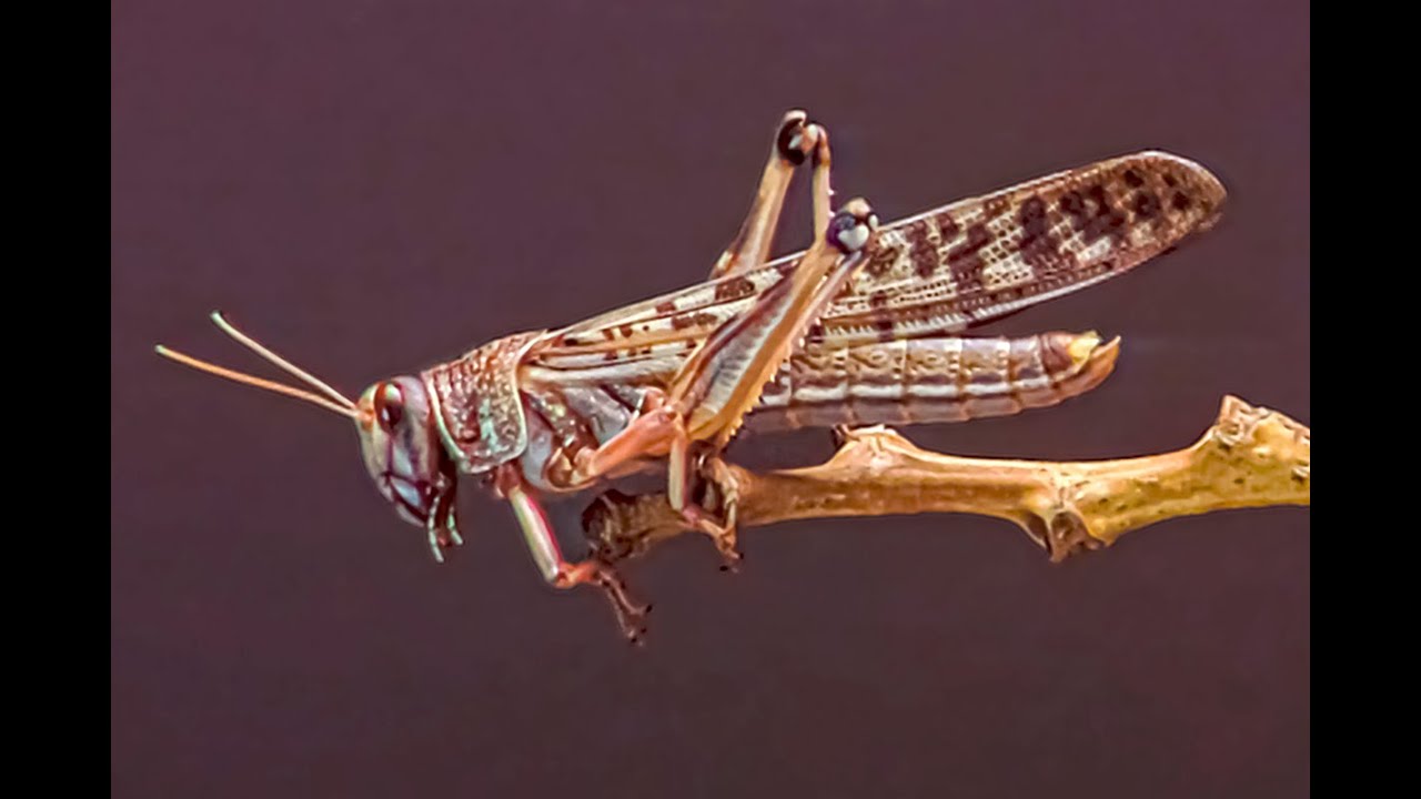 La respiration chez le Criquet - extraits - YouTube