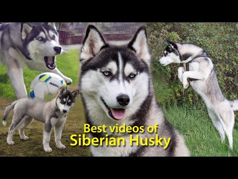 Best videos of Siberian Husky!  Huski  dogs