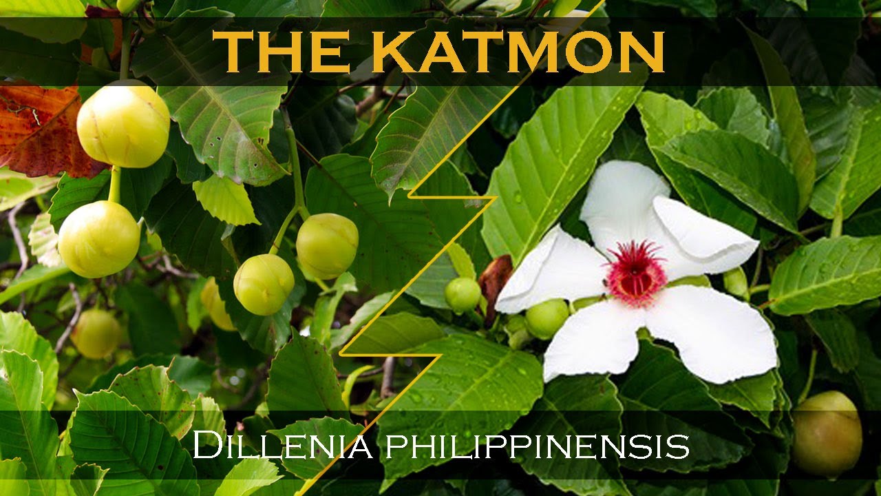 THE KATMON - YouTube