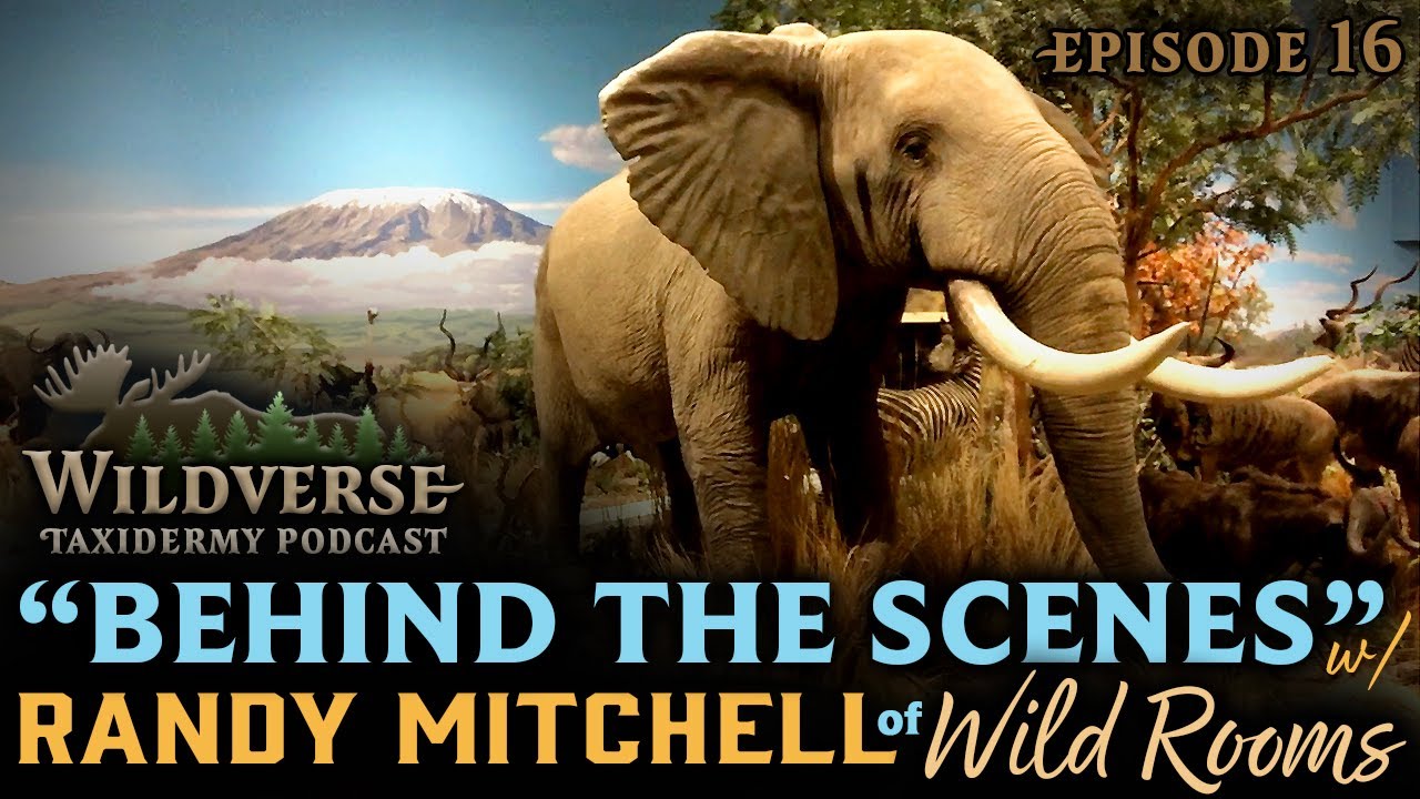 Episode 16: "Behind the Scenes" with Randy Mitchell of Wild Rooms - YouTube
