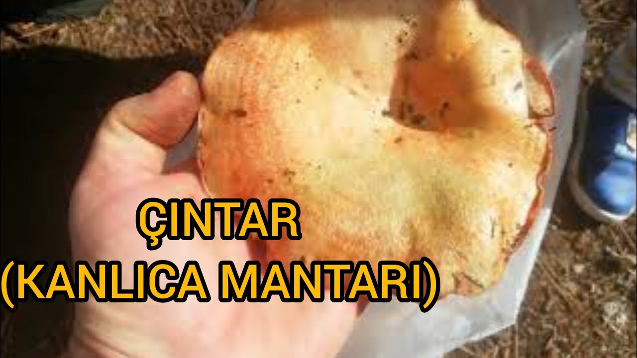 GÜNLÜK VLOG/ÇINTAR MANTARI TOPLADIK/KÖY HAYATI SEVENLER - YouTube