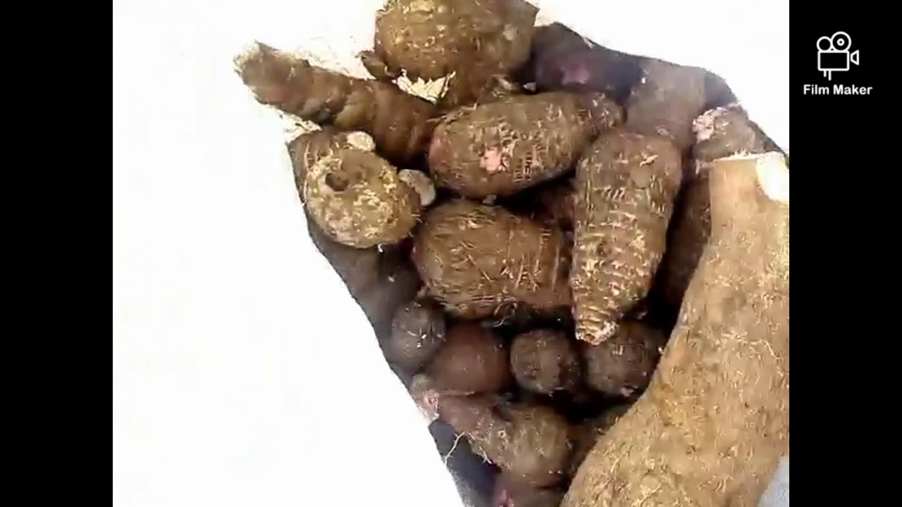 Kapag may itinanim may aanihin.|| Cyrtosperma merkusii||Palawan root ...