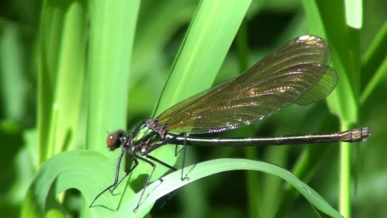 River Jewelwing Damselfly (Calopterygidae: Calopteryx aequabilis ...