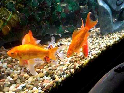 Beautiful Calico Fantail Goldfish - YouTube