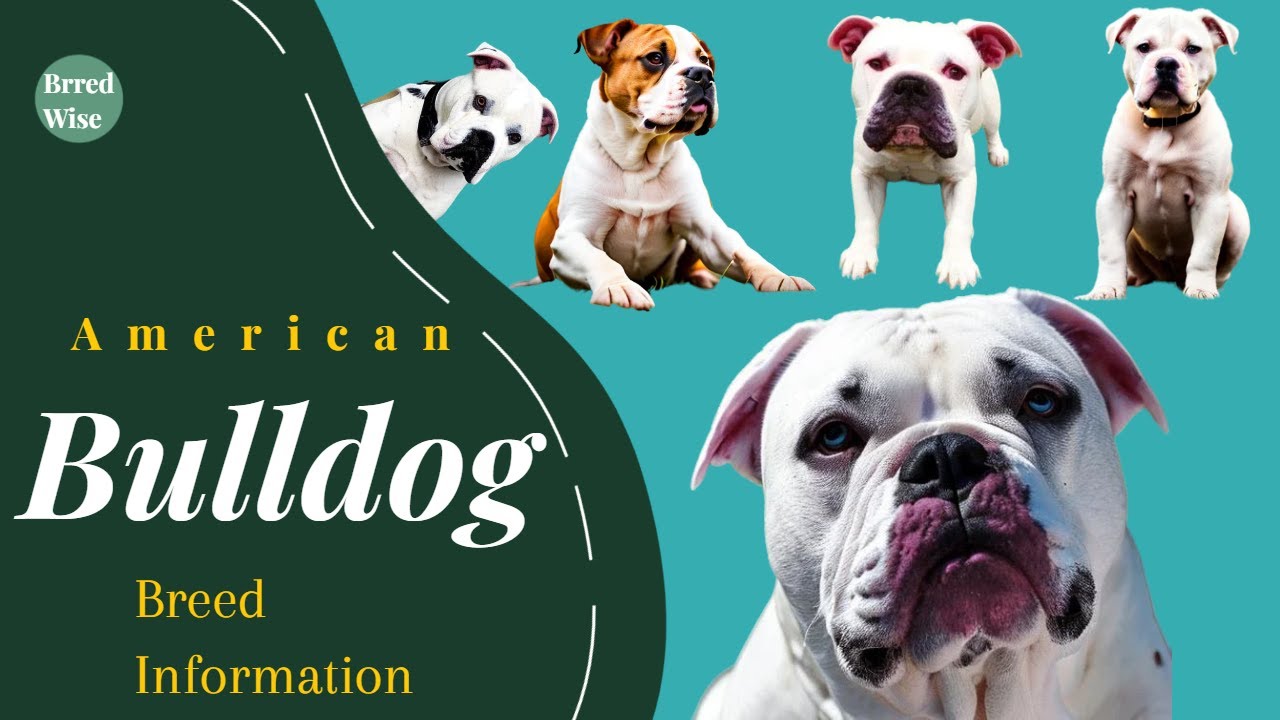 Meet the American Bulldog: A Strong and Loyal Breed that Will Steal ...
