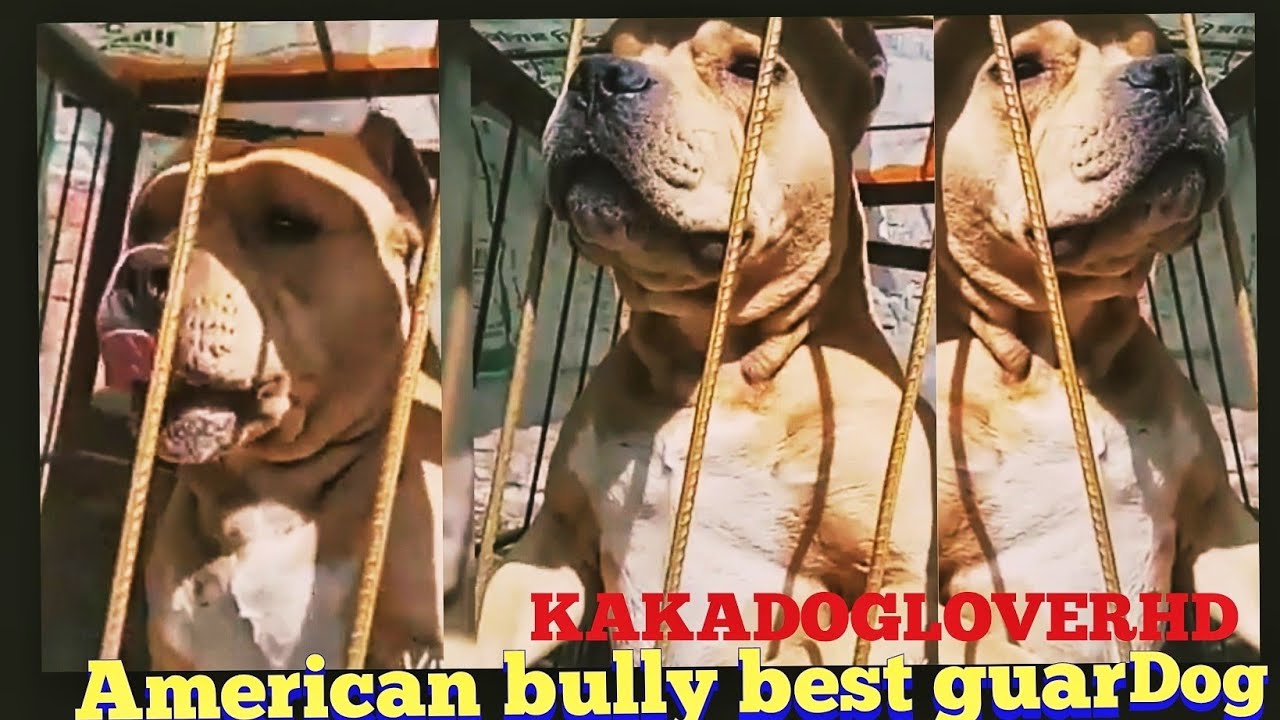 American bully best guard dog KAKA DOG LOVER HD - YouTube
