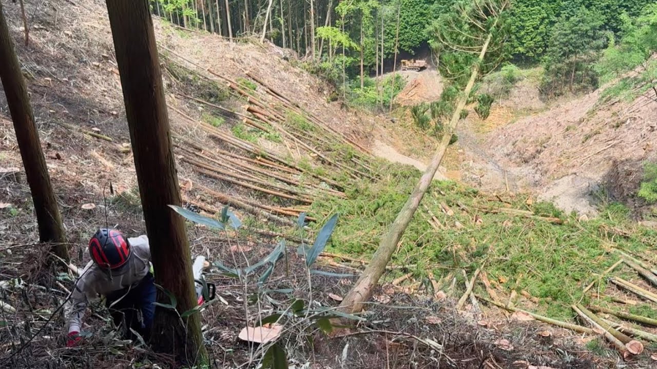 パラパラ倒れる伐採【林業】#林業 #宮崎 #japan #logging #forestry #伐採 - YouTube