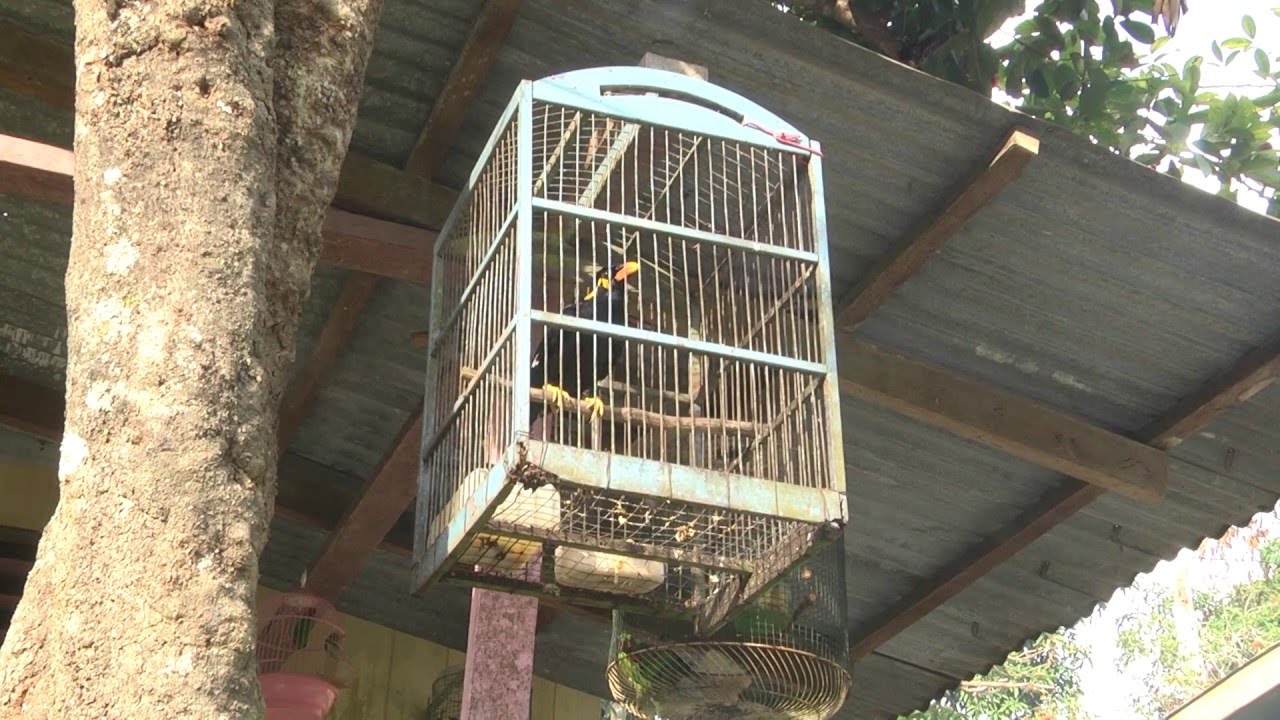 House of Birds - YouTube