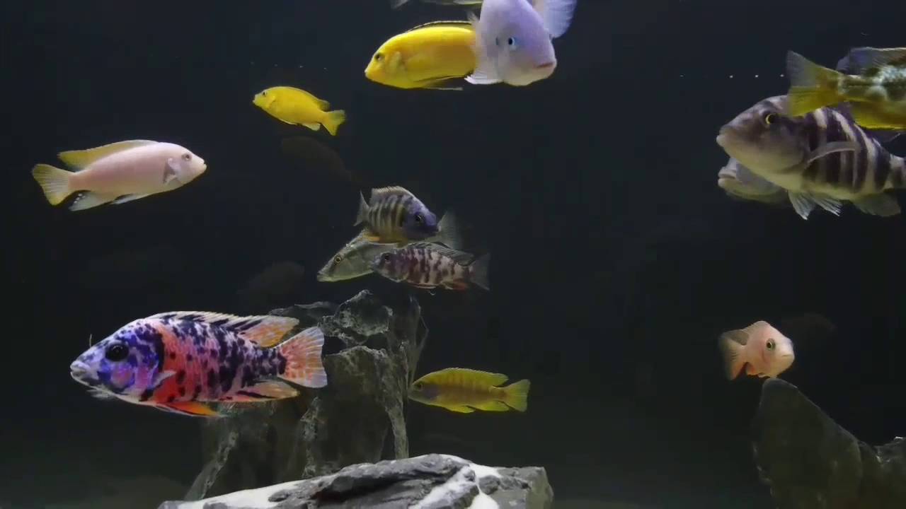 chill out Wednesday | mixed african cichlids - YouTube