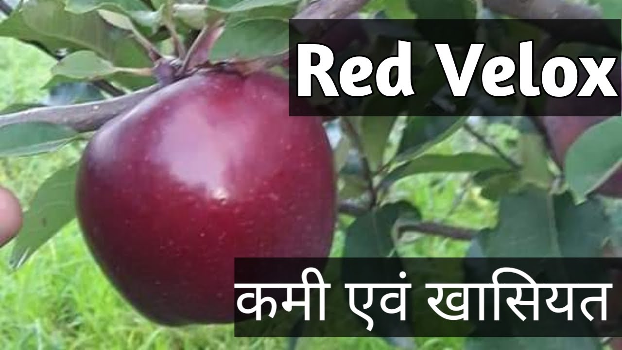 Red velox Apple_Variety Review_जानिए इस किस्म की कमी और ख़ासियत के बारे ...