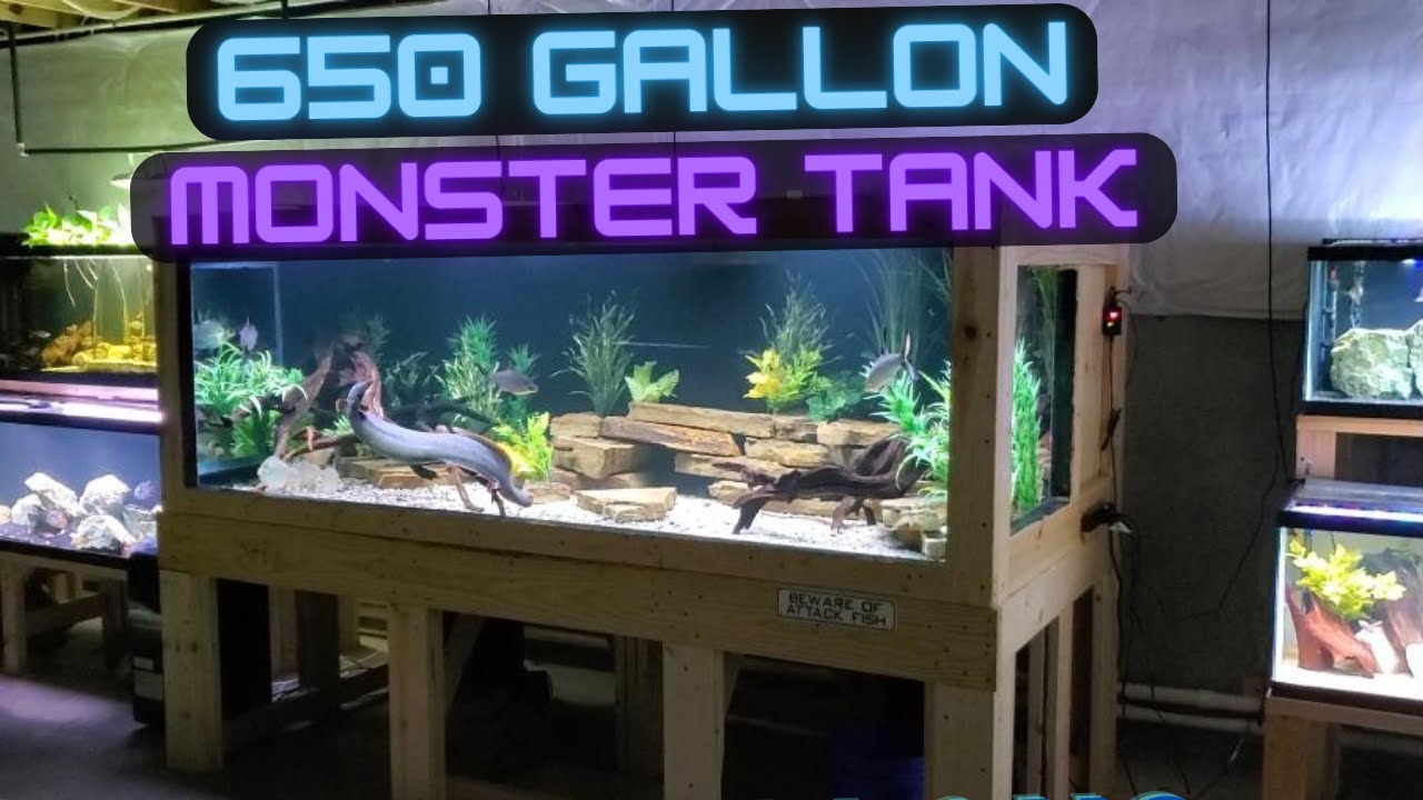 Tank Deep Dive: our 650 gallon MONSTER Tank with Fire Eel - YouTube