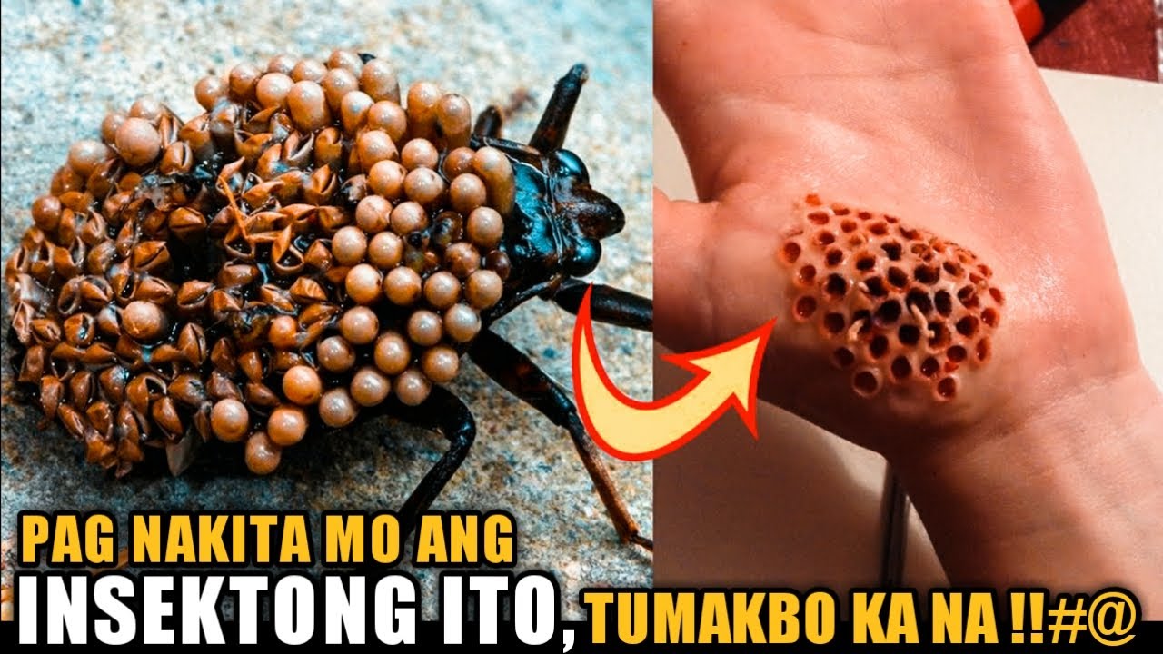 10 PINAKA DELIKADONG INSEKTO SA BUONG MUNDO - YouTube