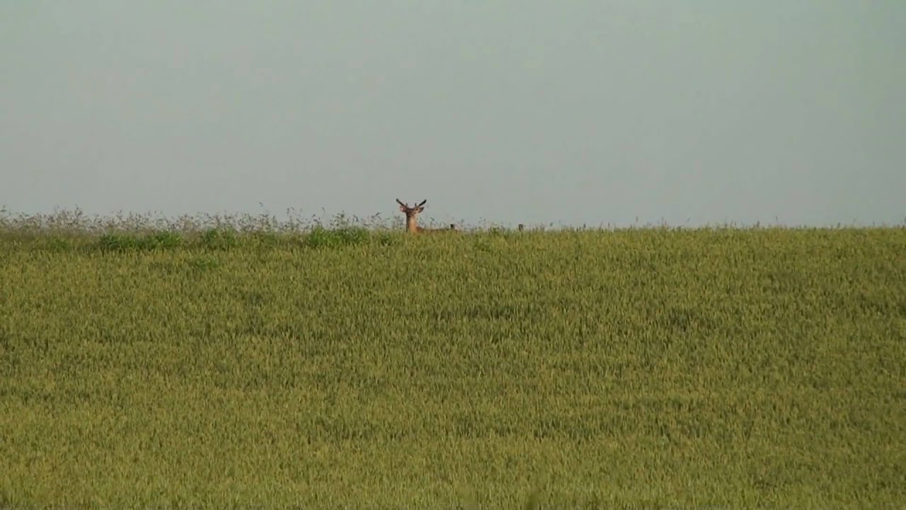 2009 Locust Dale Hunts--Buck in Barley Field! - YouTube