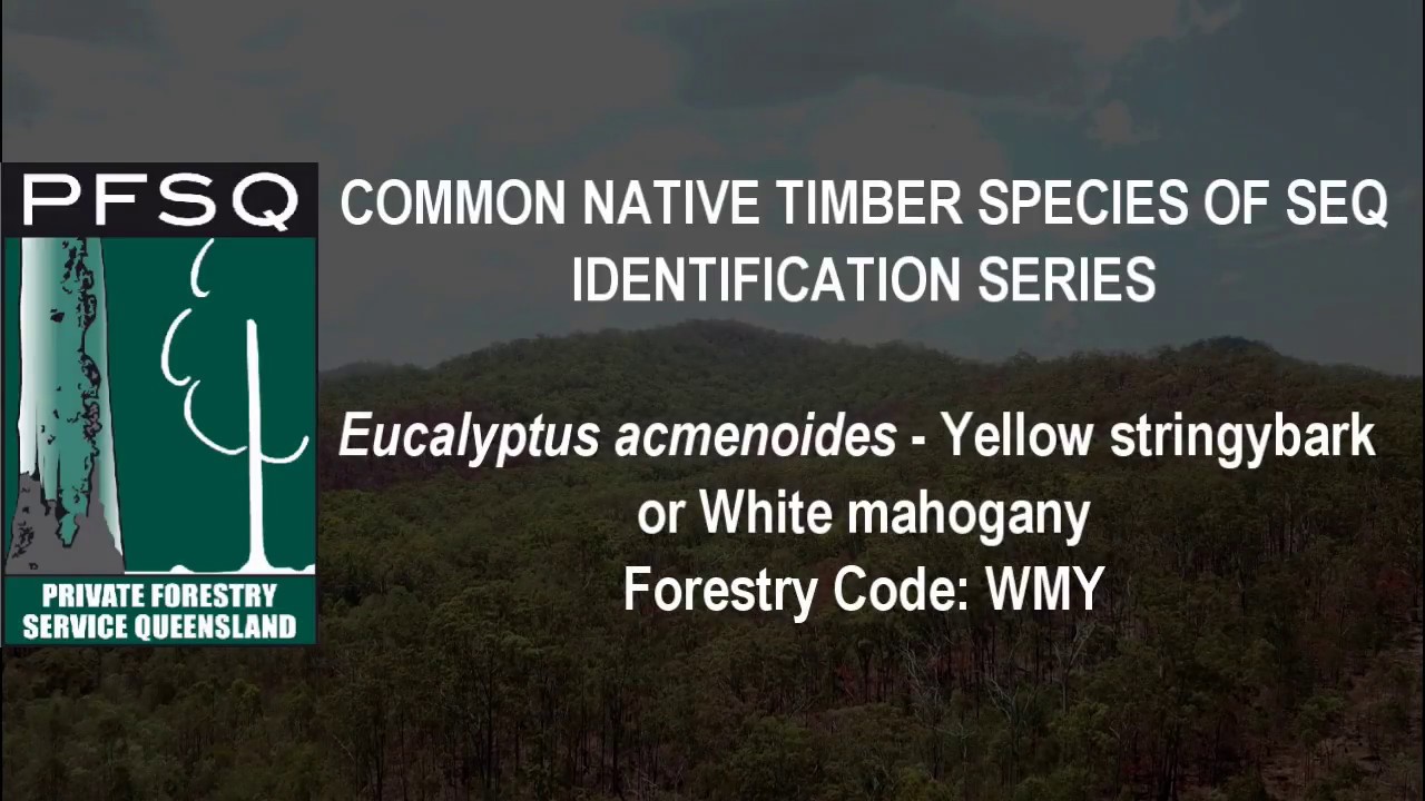 Species ID Series: Yellow Stringybark/White Mahogany - YouTube