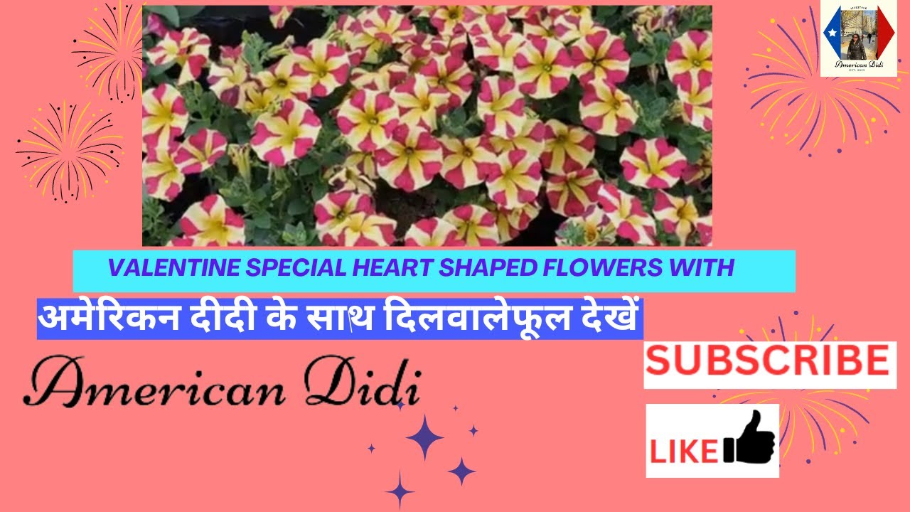 VALENTINE SPECIAL HEART SHAPED flowers with American Didi अमेरिकन दीदी ...