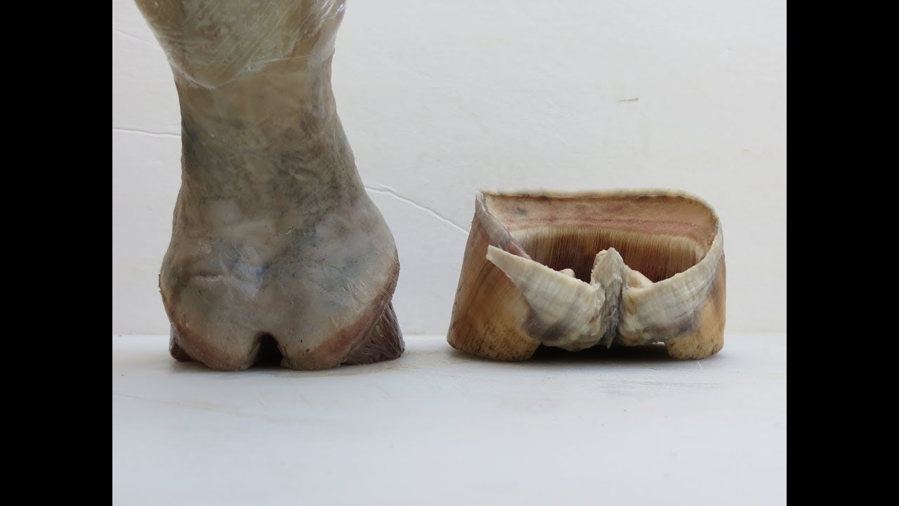 TACT Whole Hoof Mapping and Trimming Course Session 10 - YouTube