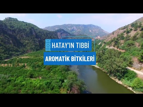 HATAY'IN TIBBİ VE AROMATİK BİTKİLERİ
