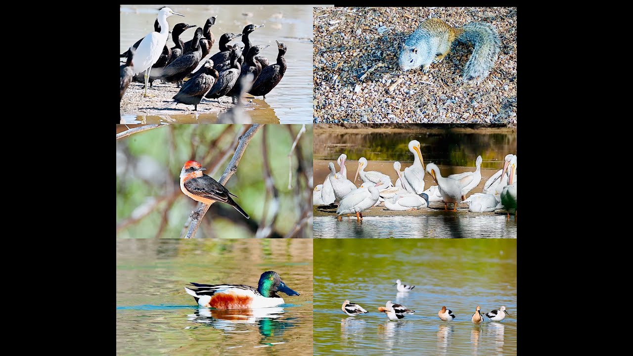 Riparian Preserve from fall,2023 to Spring,2024, Gilbert, AZ - YouTube