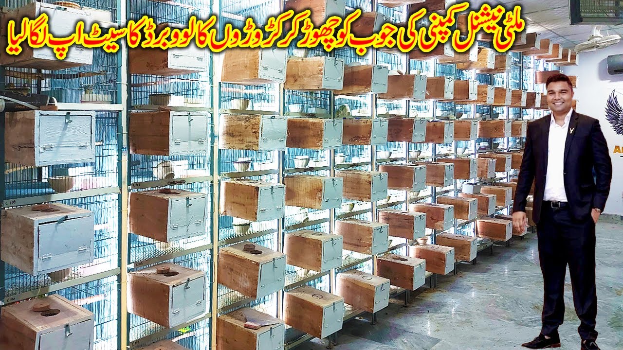 Most Beautiful Lovebird Setup of Adnan Rajpoot || Biggest Lovebird ...