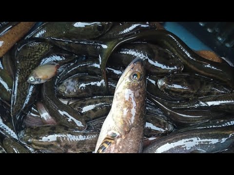 24 hour 😱 fish trap catcher the pond monster #fishing #fish #funny # ...