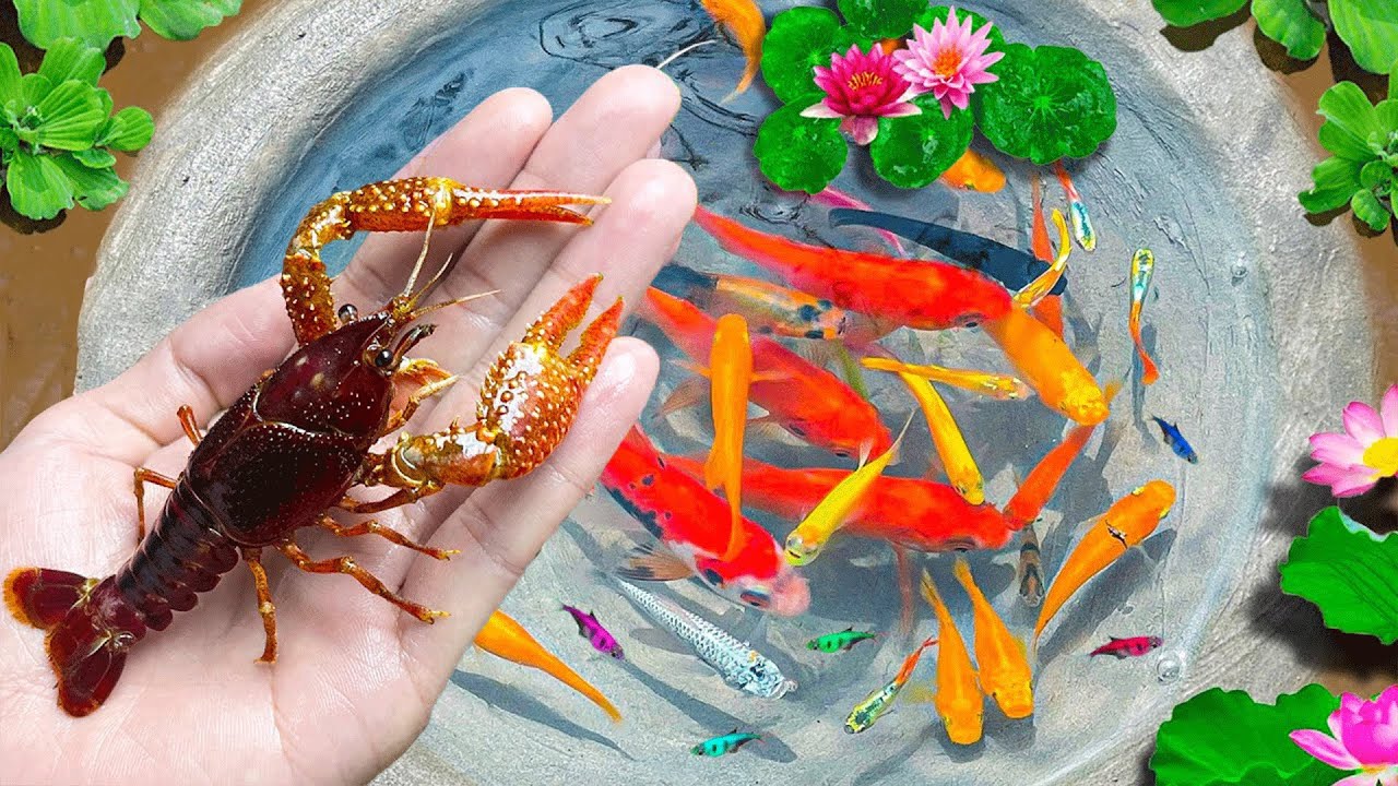 Find Crayfish in Super Colorful Eggs, Butterfly Fish, Koi Fish, Catfish ...