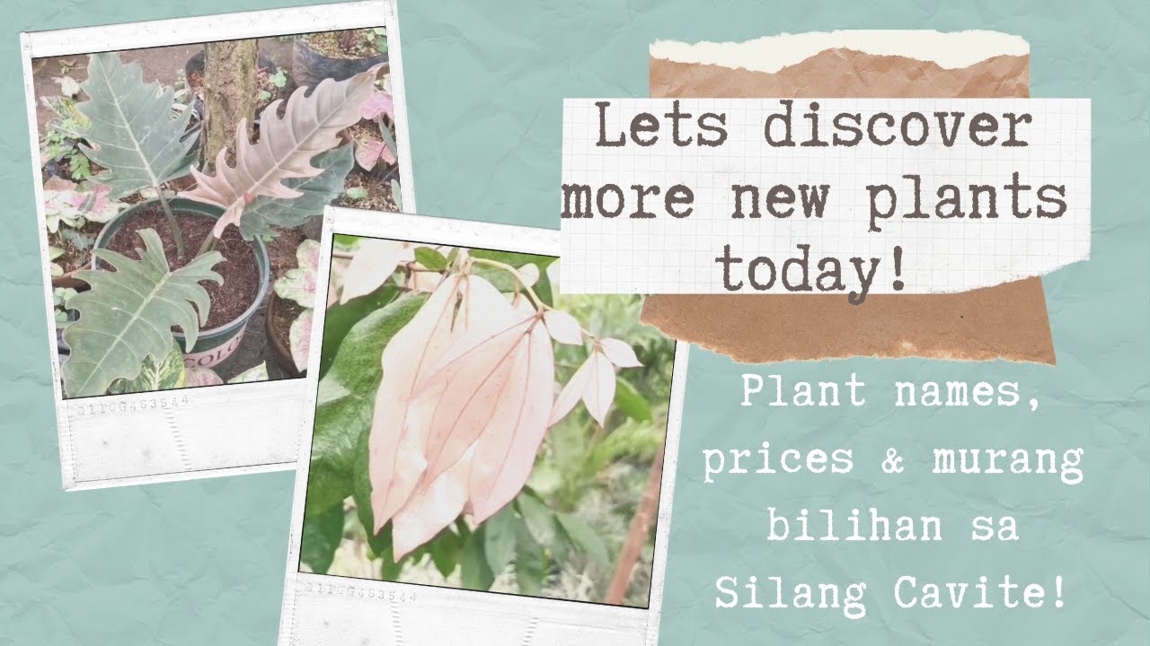 (1/3) Garden visit turned plant hunting of rare & in demand plants | 🌺 ...