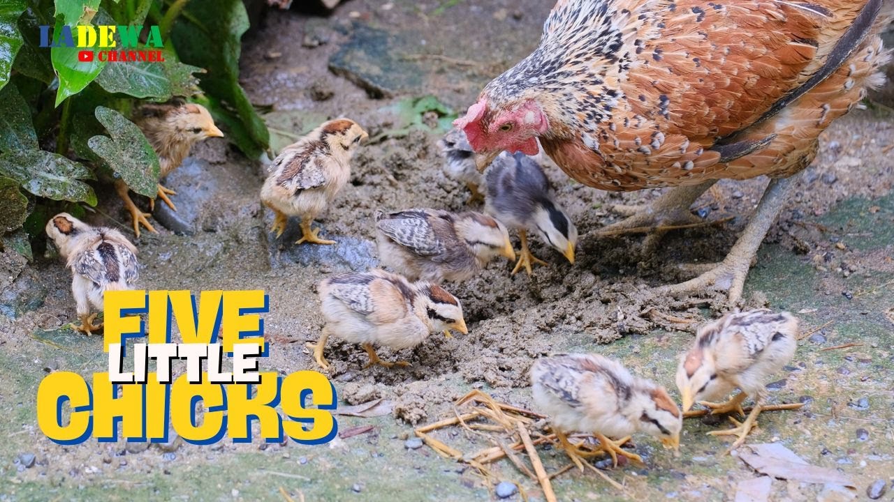 Five Little Chicks🐤 Popular Children's Song ll Kids TV ll Nursery ...