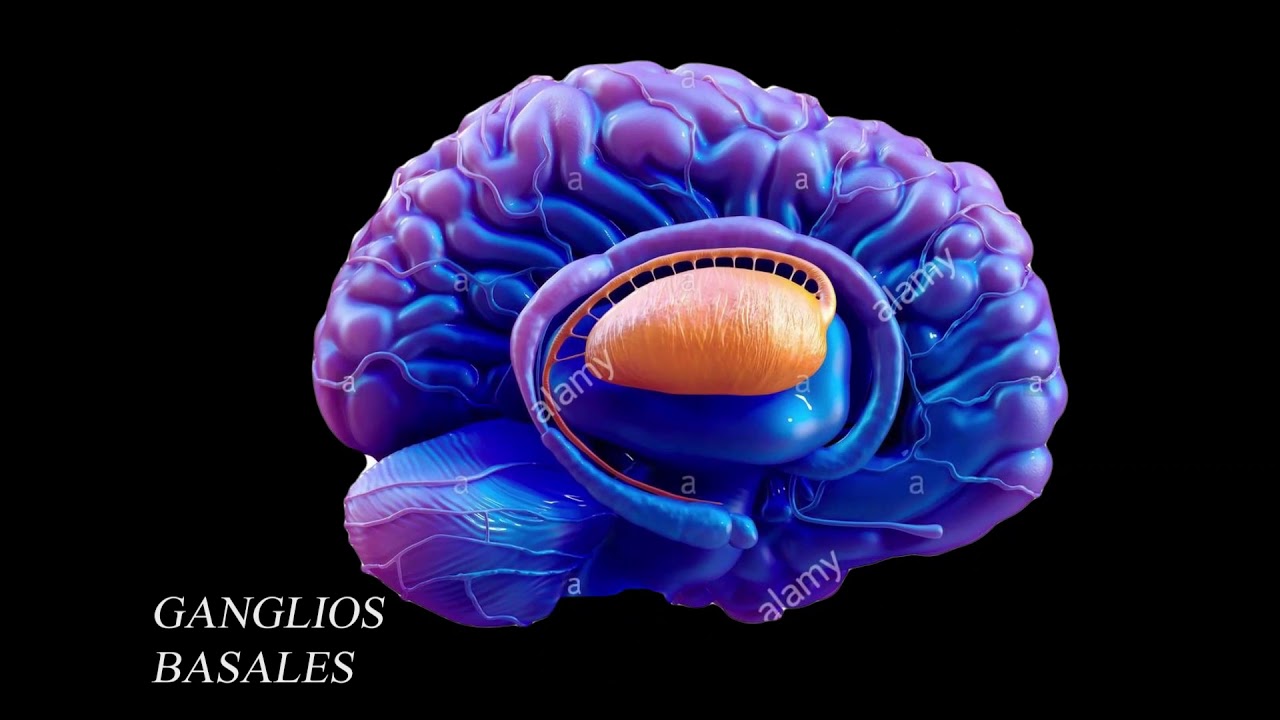 Estructuras subcorticales - Neuropsicología - YouTube