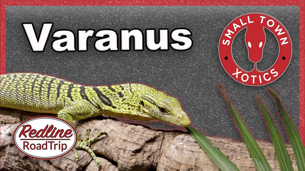 Tree Monitors at RCR | Redline Roadtrip - YouTube